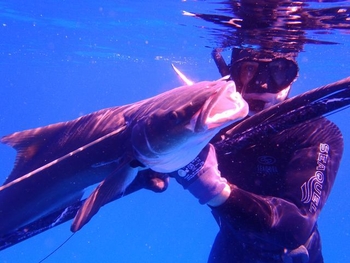 Blue Tuna Railgun Blue Tuna Speargun